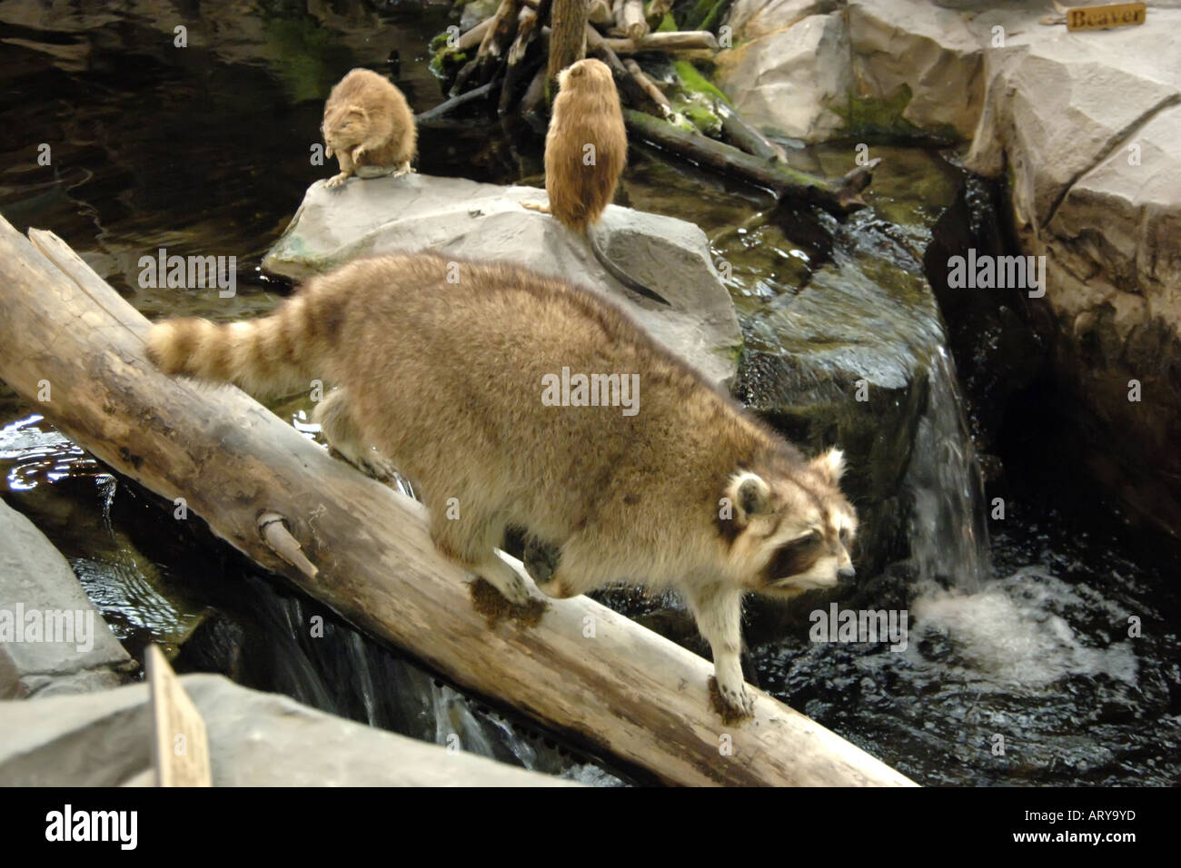 Animal beast creature fauna hi-res stock photography and images - Alamy