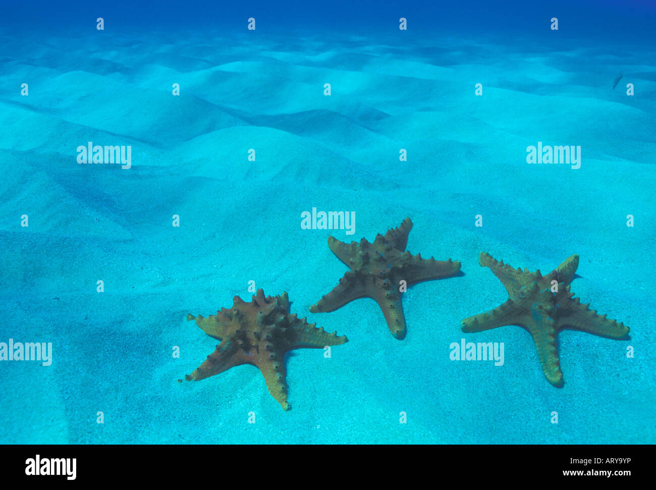 Starfish rest on white sand in Hawaii's blue water Stock Photo - Alamy
