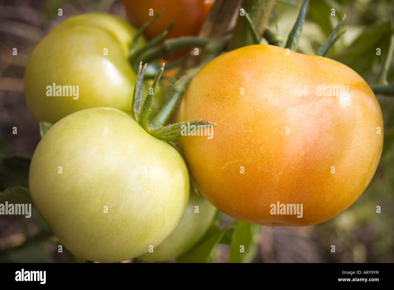 Tomatoes on the vine 2 hi-res stock photography and images - Alamy