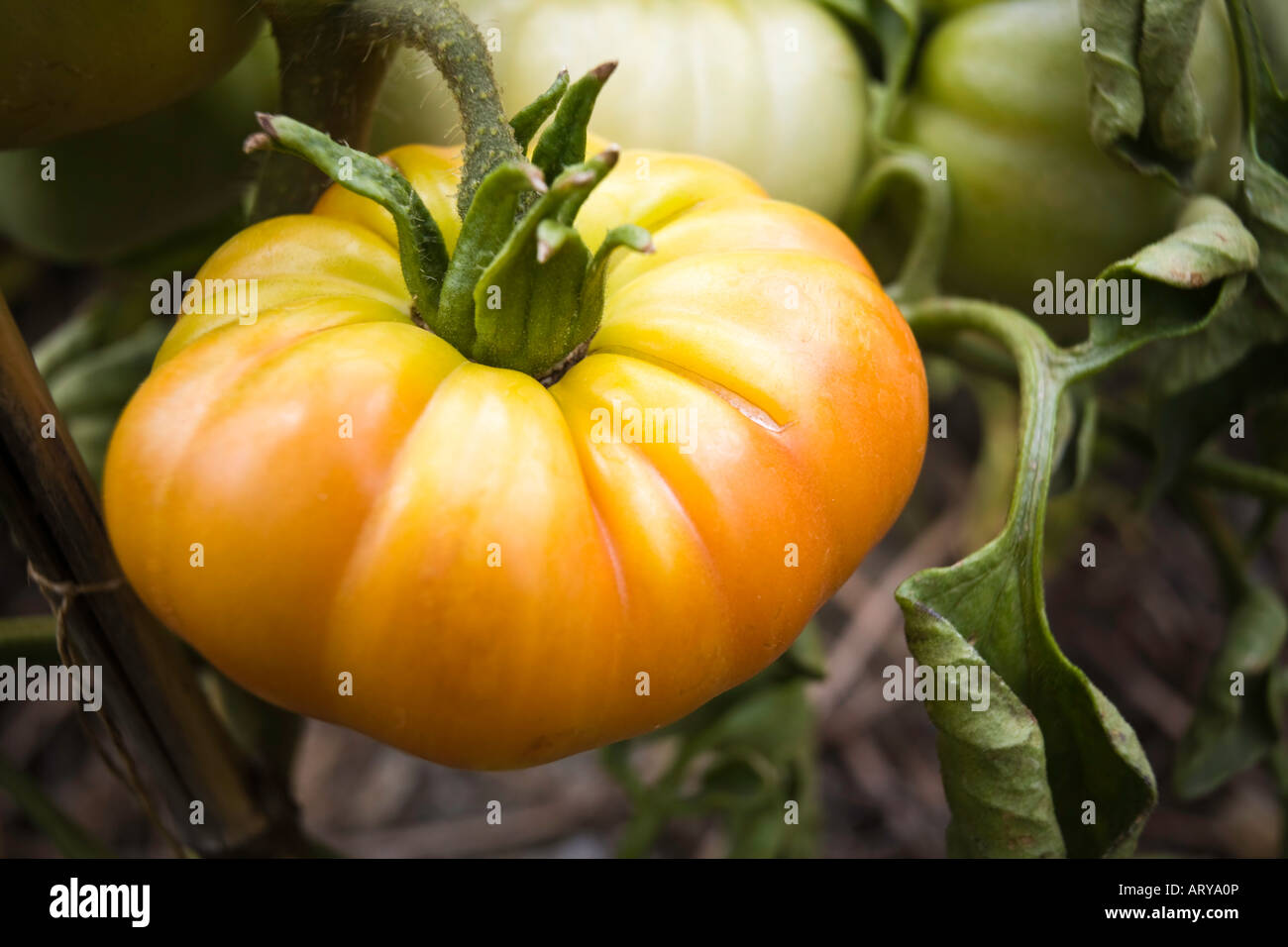 Tomatoes on the vine 2 hi-res stock photography and images - Alamy