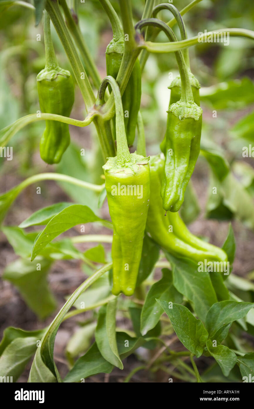 Organic peppers capsicum Stock Photo - Alamy