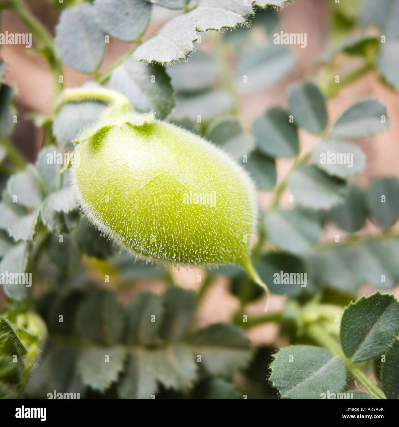 Pulse forming hi-res stock photography and images - Alamy