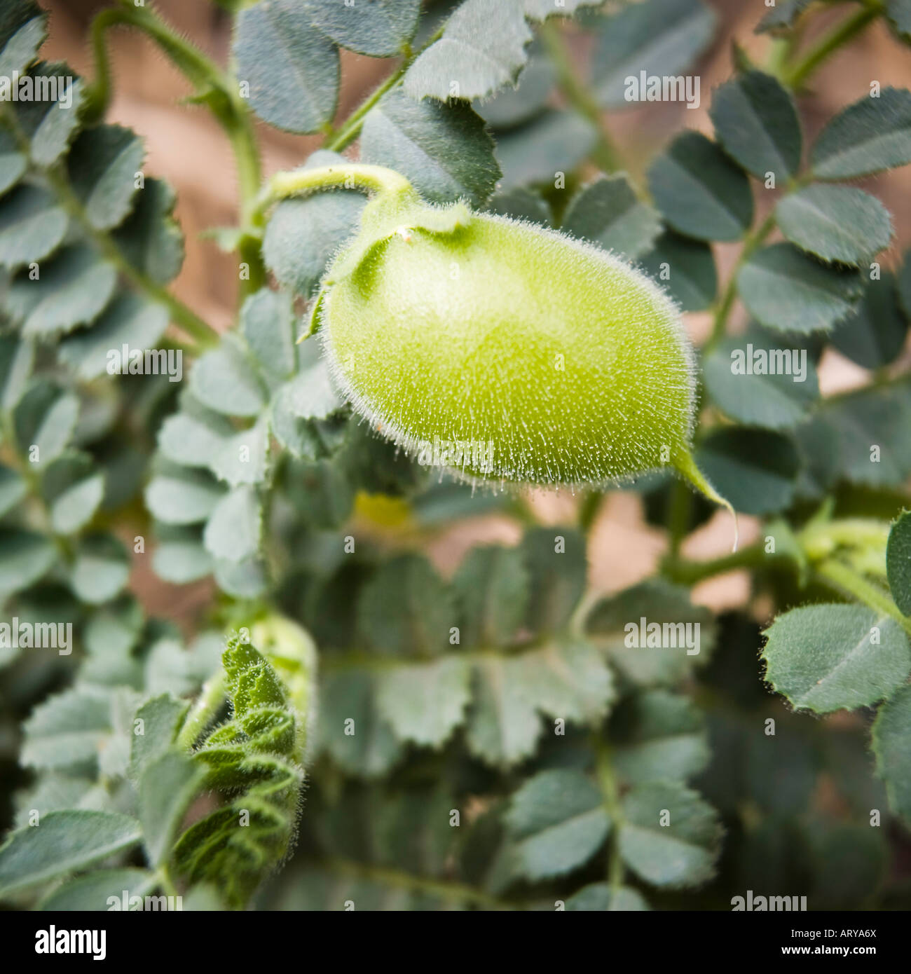 Chick pea Garbanzo bean pod forming Stock Photo - Alamy