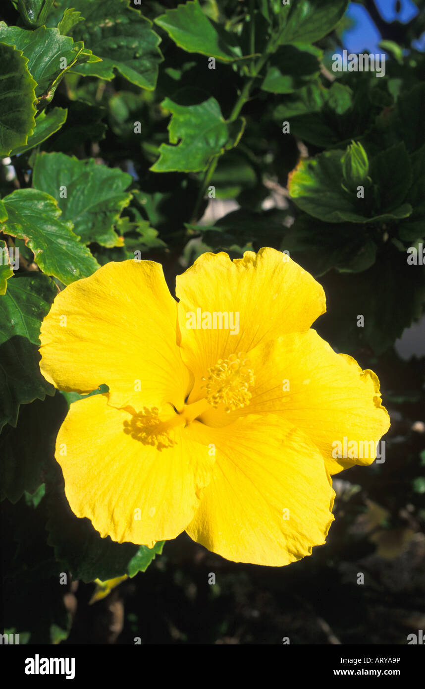 The beautiful Hibiscus flower is an Hawaiian favorite Stock Photo - Alamy