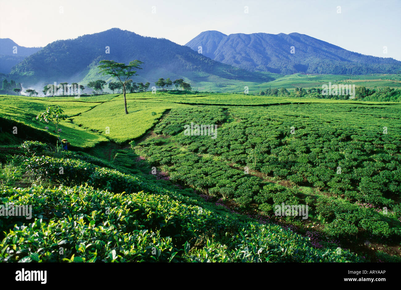 Puncak tea plantation hi-res stock photography and images - Alamy