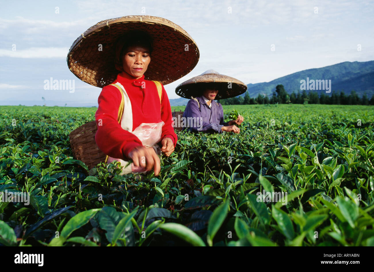 Tea pickers harvesting tea Stock Photo - Alamy
