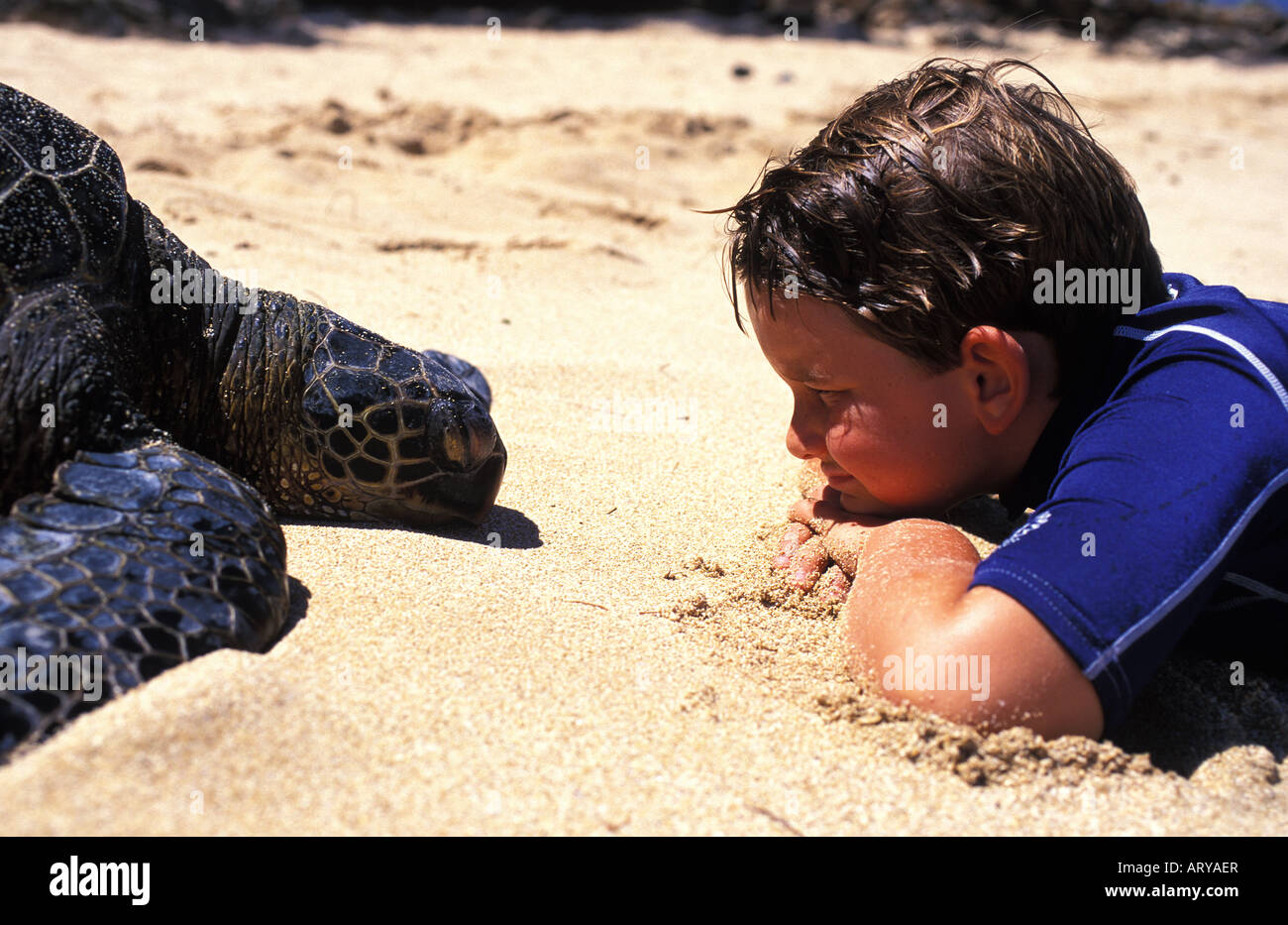Green sea turtle comes face to face with a young boy at Laniakea Beach ...