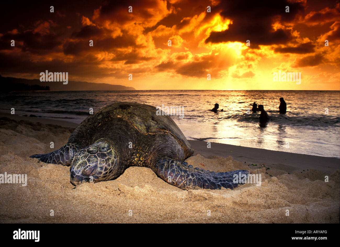 Green sea turtles bask in the warmth of an Hawaiian sunset at Laniakea ...