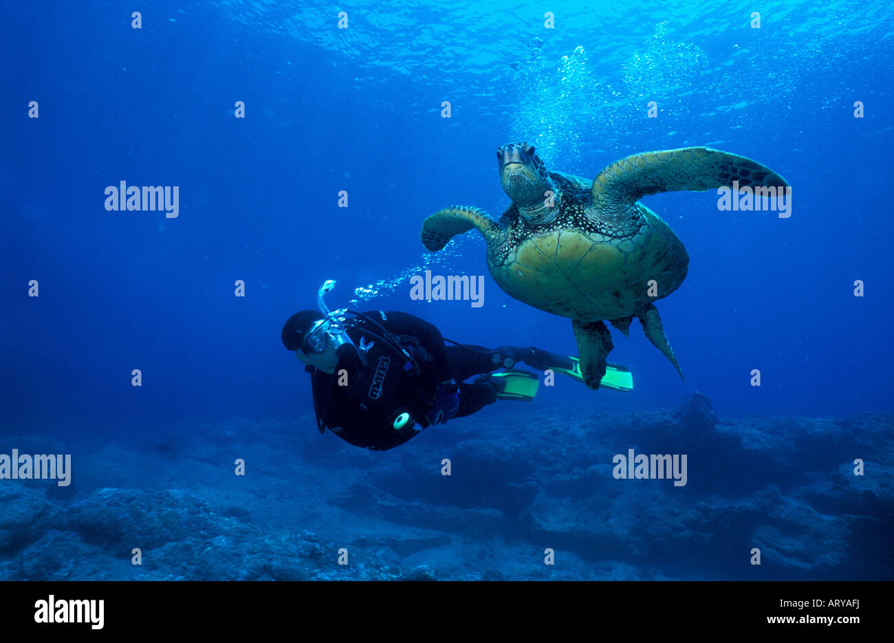 Scuba diver swims along side a green sea turtle in Hawaii's pristines ...