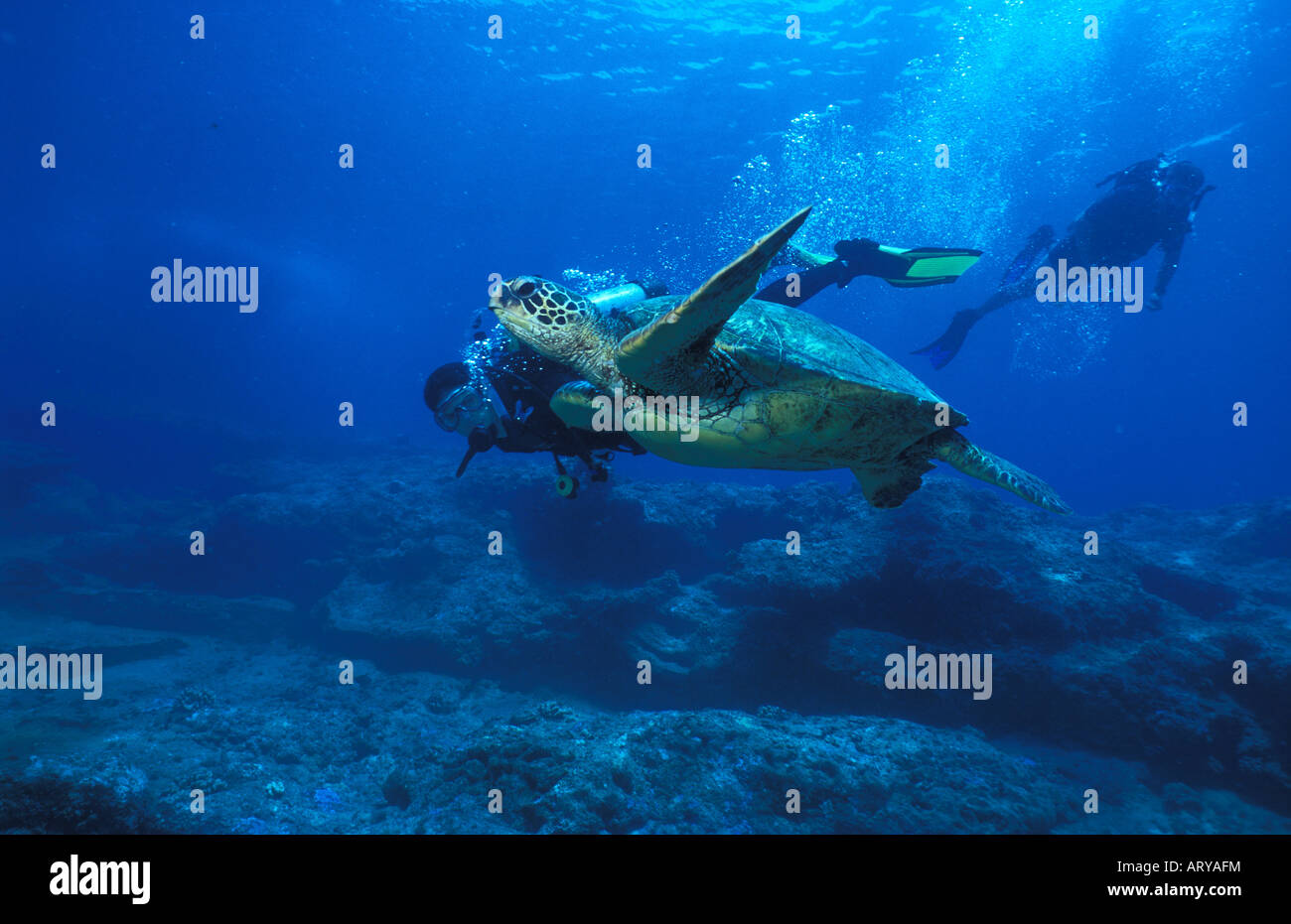 Scuba divers swim along side a green sea turtle in Hawaii's pristine ...