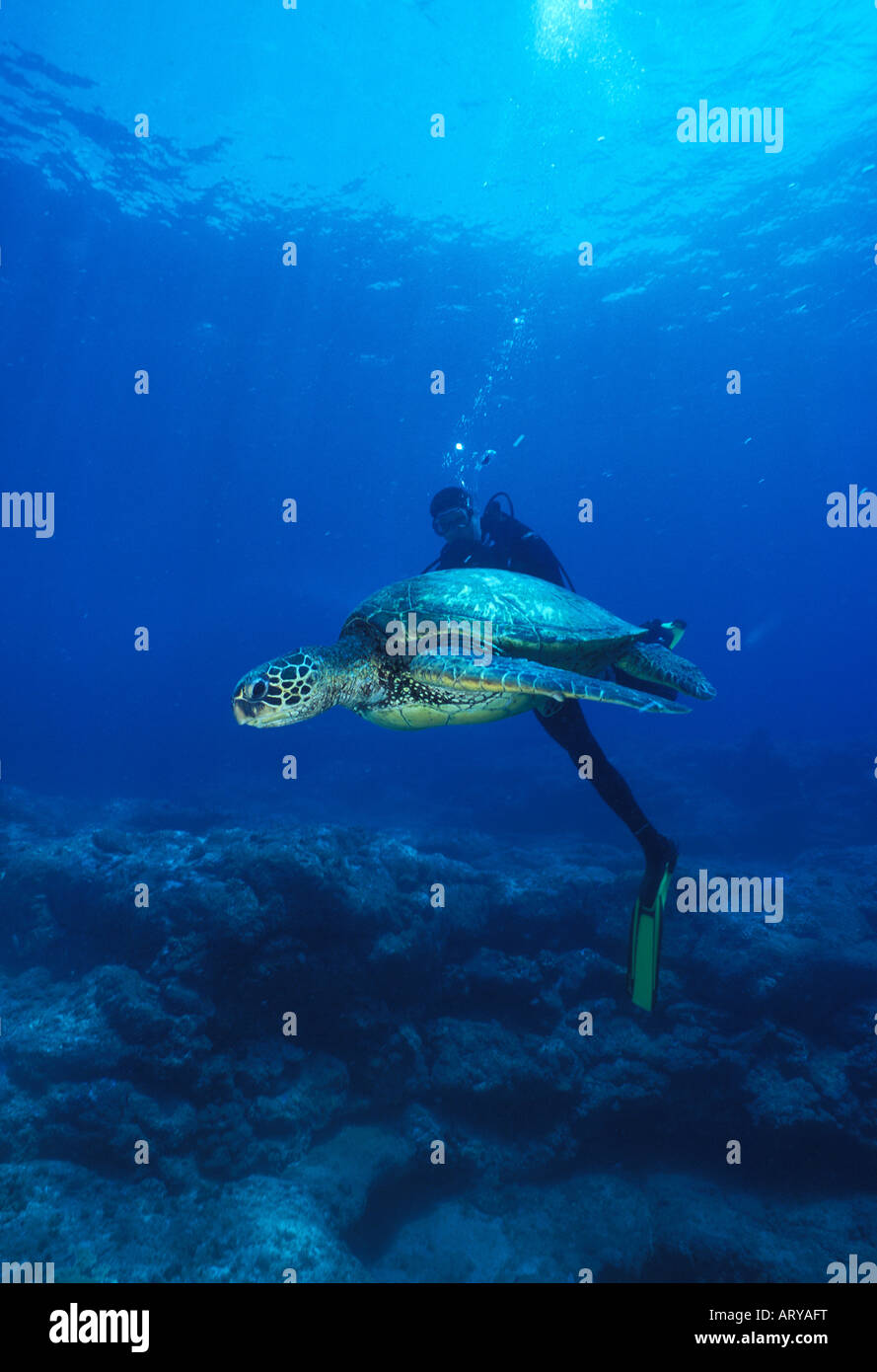 Scuba divers swim along side a green sea turtle in Hawaii's pristine ...
