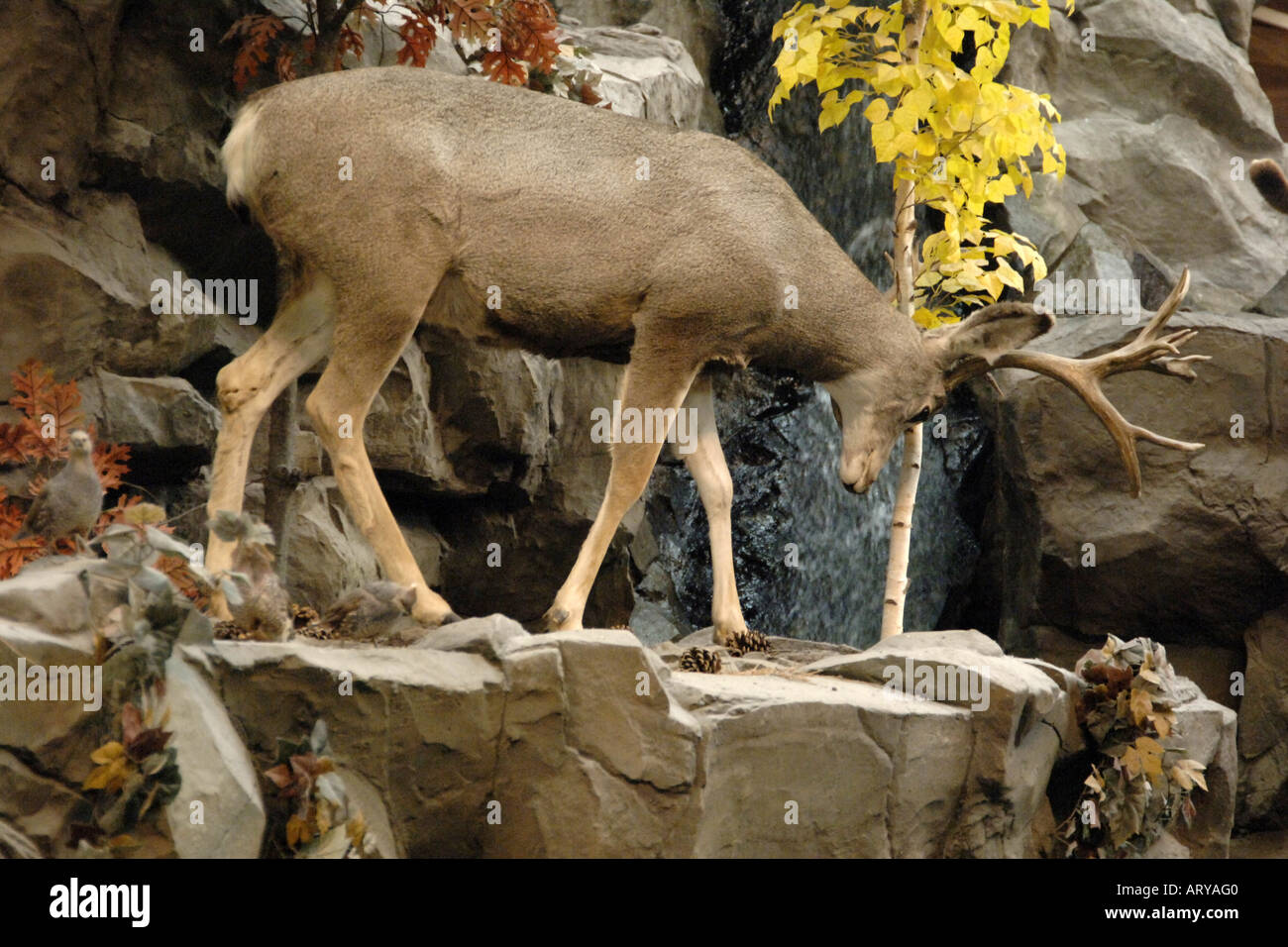 Male deer. Found in deciduous woods of N. America and europe Stock ...
