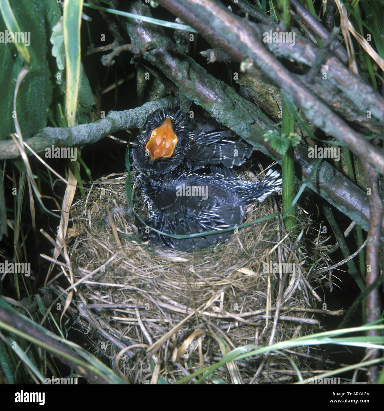 European Cuckoo Cuculus canorus in dunnock nest Stock Photo - Alamy