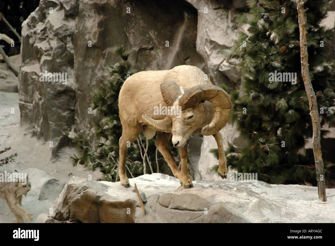 Ovis canadensis dali hi-res stock photography and images - Alamy