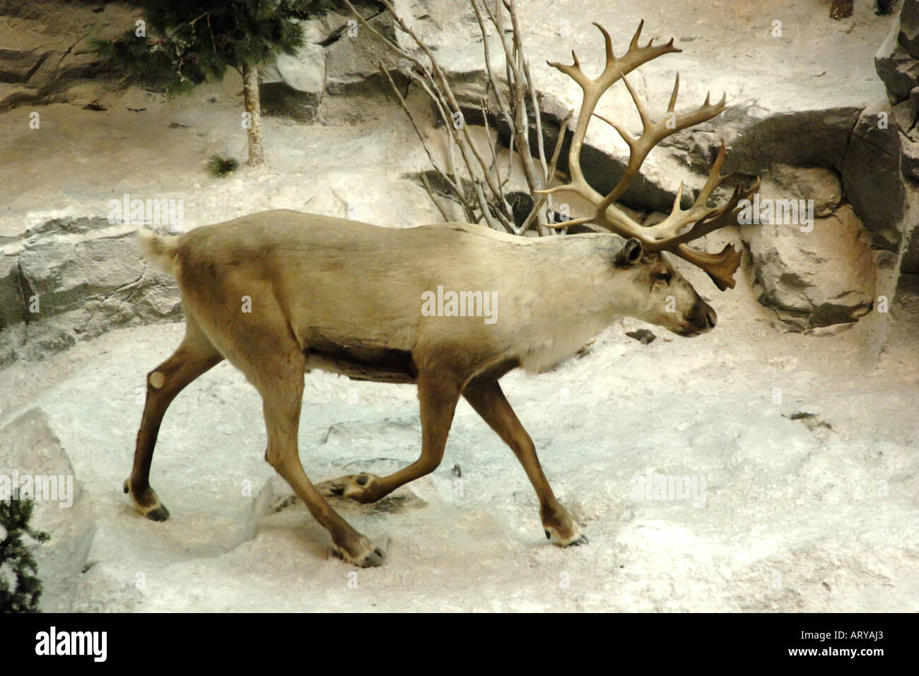 Baron Ground Caribou Stock Photo - Alamy