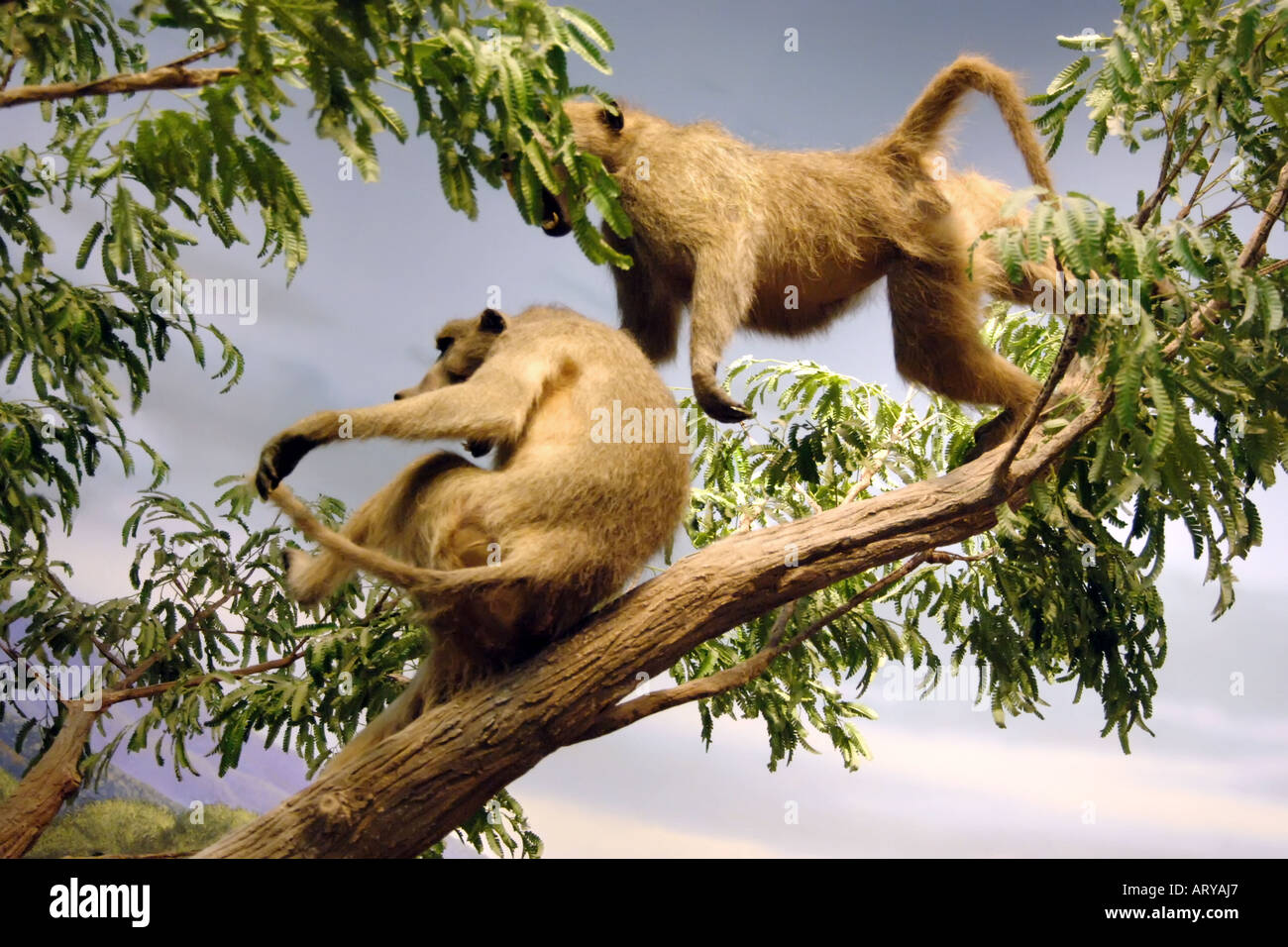 Baboons in a tree Stock Photo - Alamy