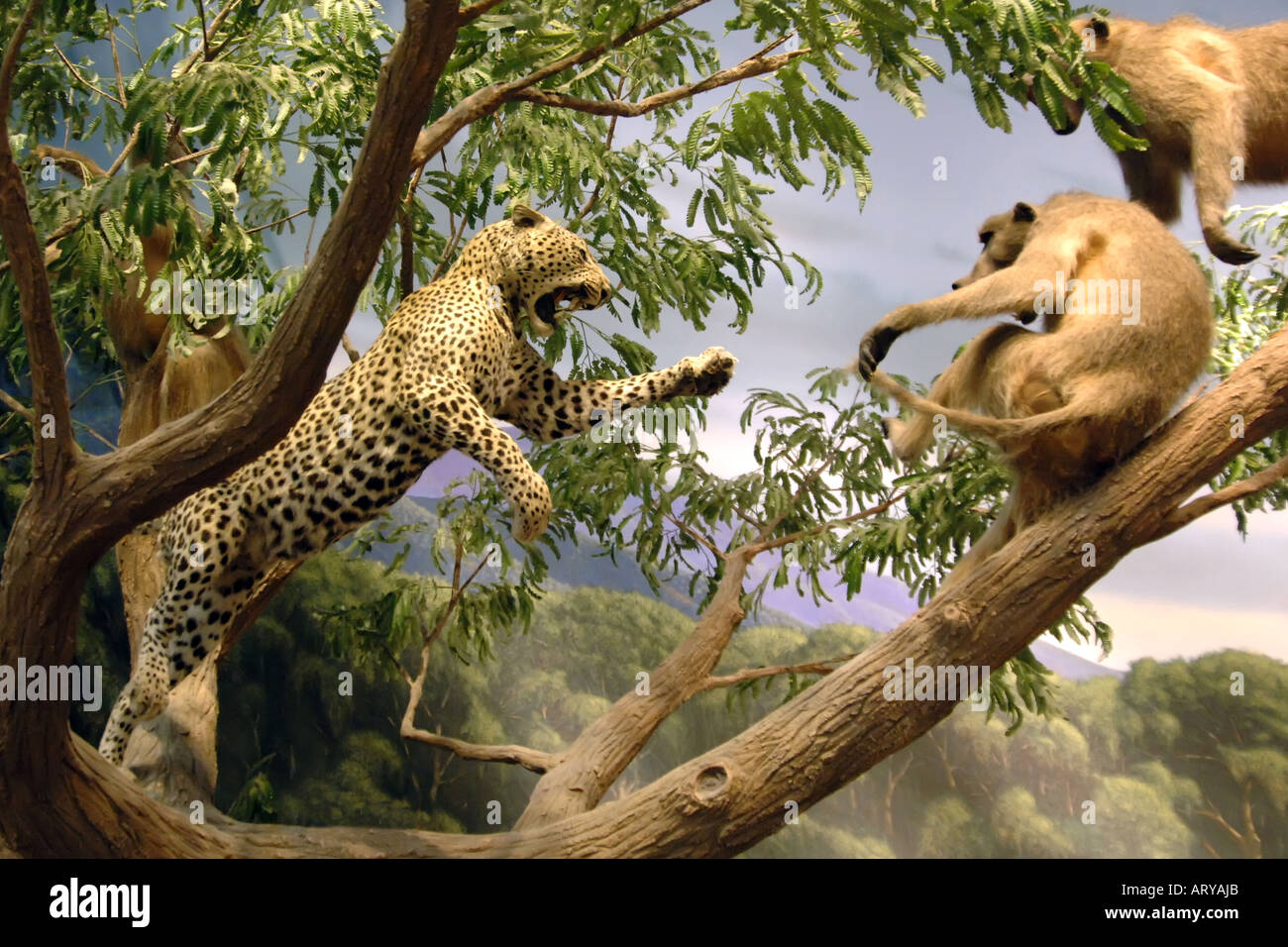 Baboon Fights Leopard