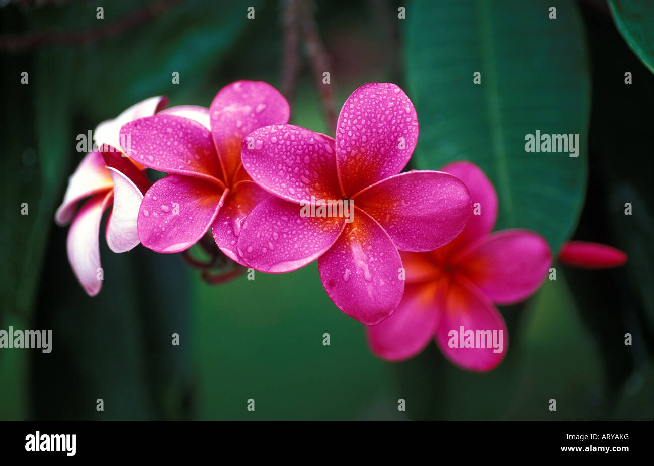 Cluster of bright pink plumeria on Oahu Stock Photo - Alamy