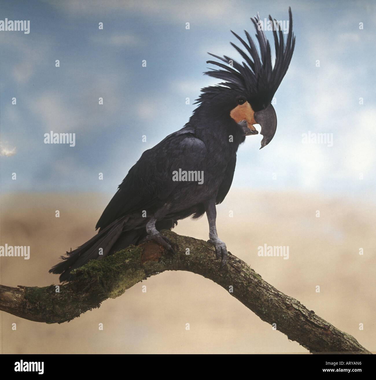 Palm Cockatoo Probosciger aterrimus from New Guinea Stock Photo - Alamy