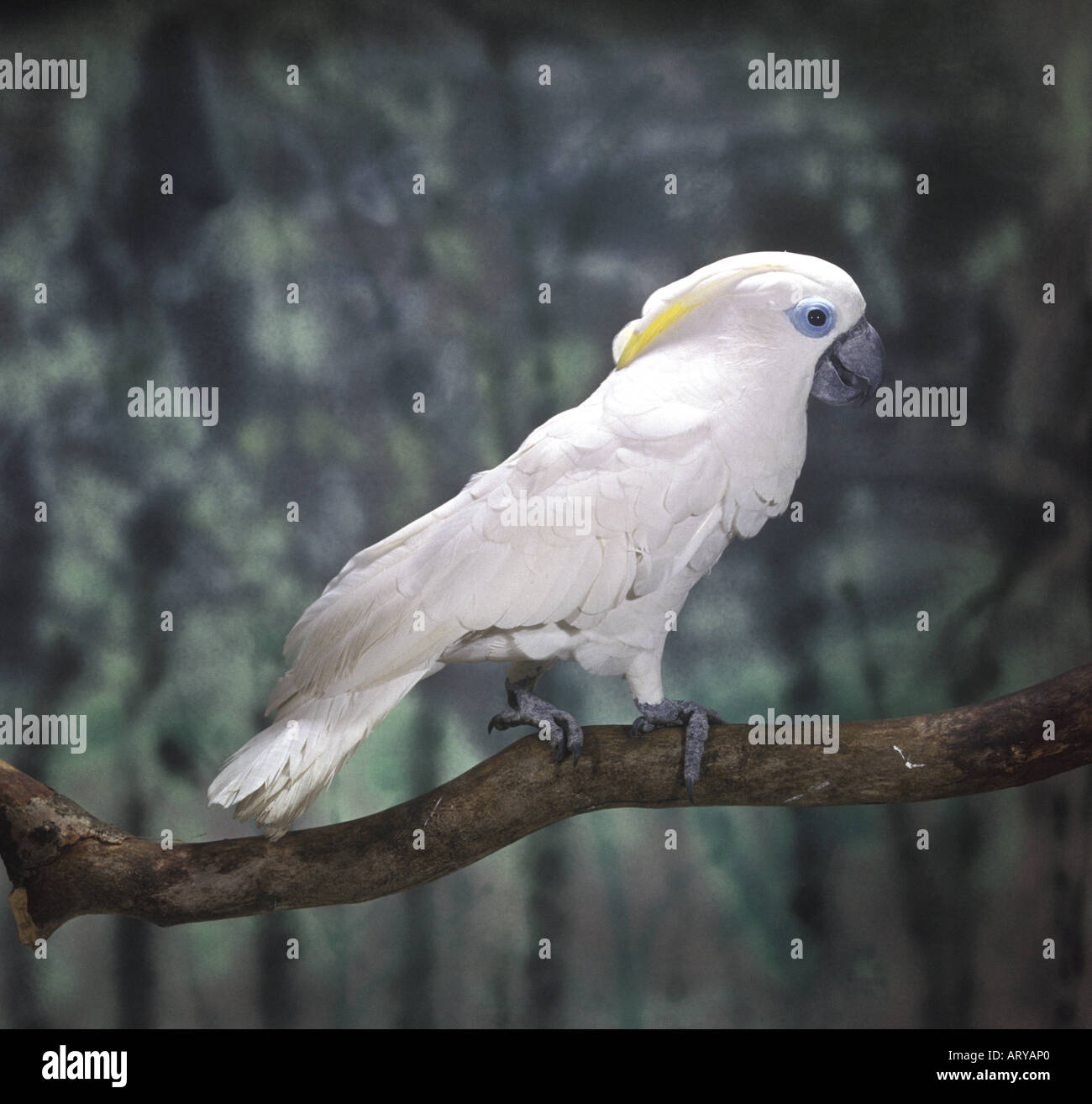 Blue Eyed Triton Cockatoo