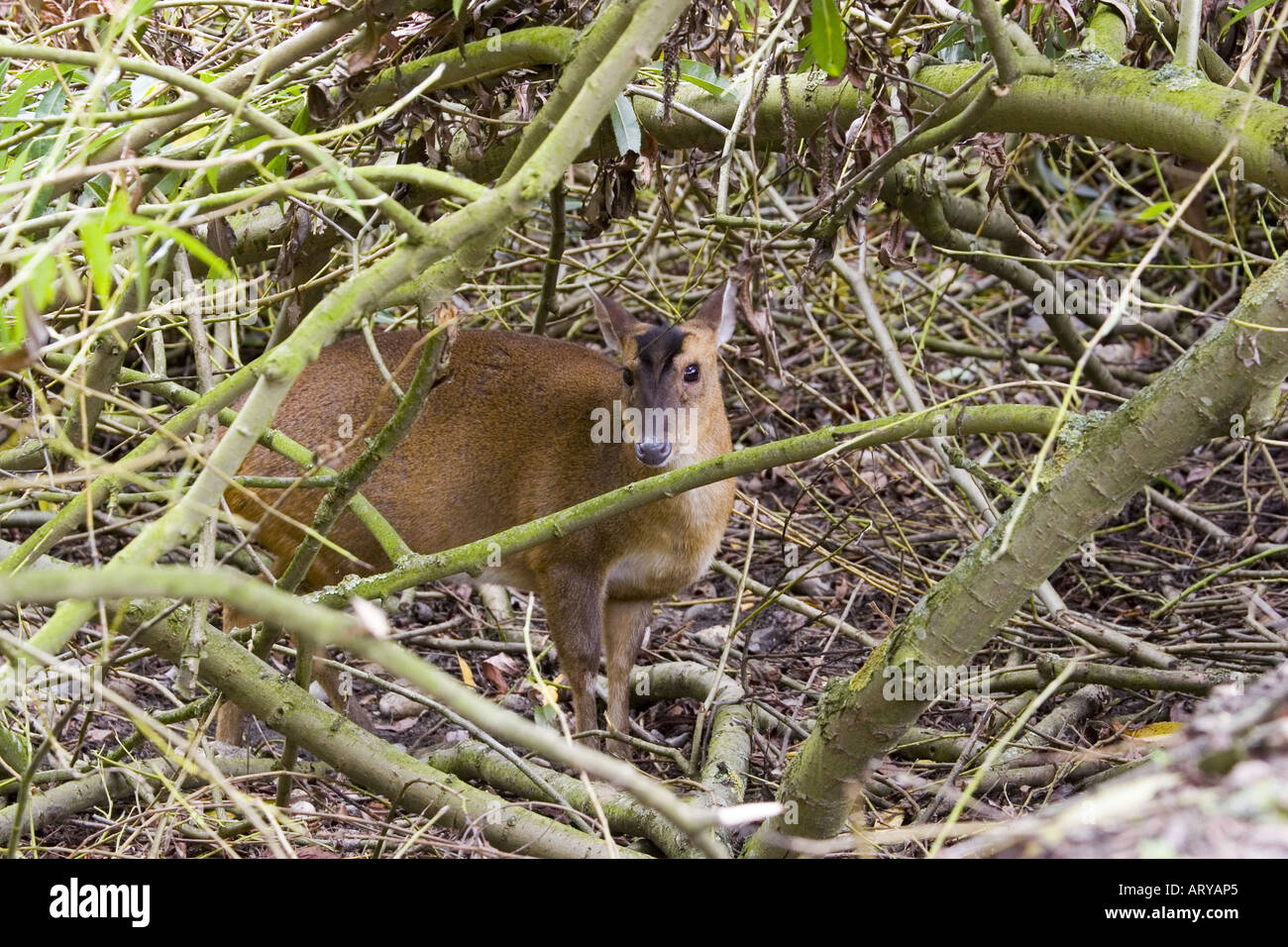 Muntjac Muntiacus reevesi Stock Photo - Alamy