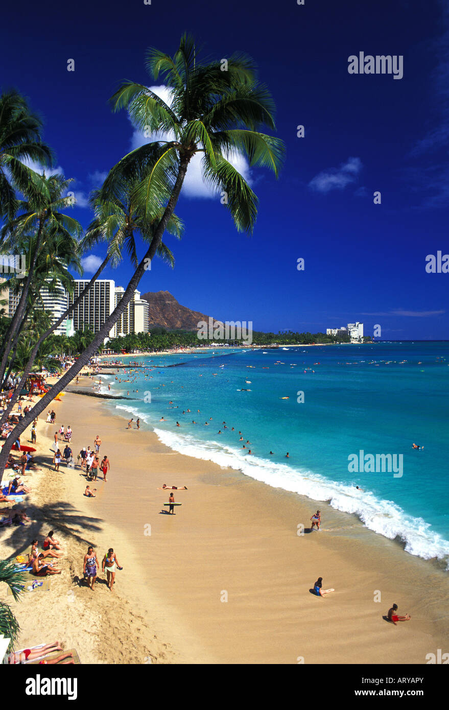 People swimming in the blue waters of Waikiki beach with leaning palm ...