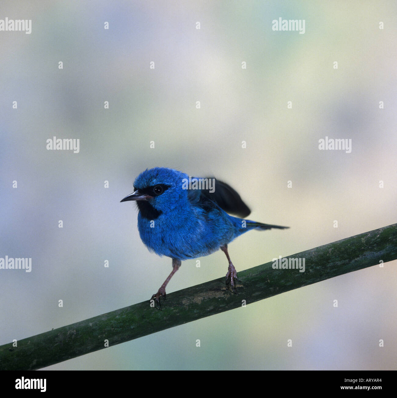 Blue Sugar Bird Dacnis cayana male Stock Photo - Alamy