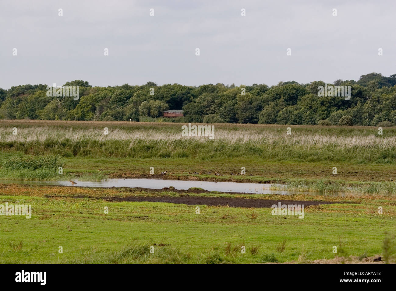 Minsmere bird hide hi-res stock photography and images - Alamy