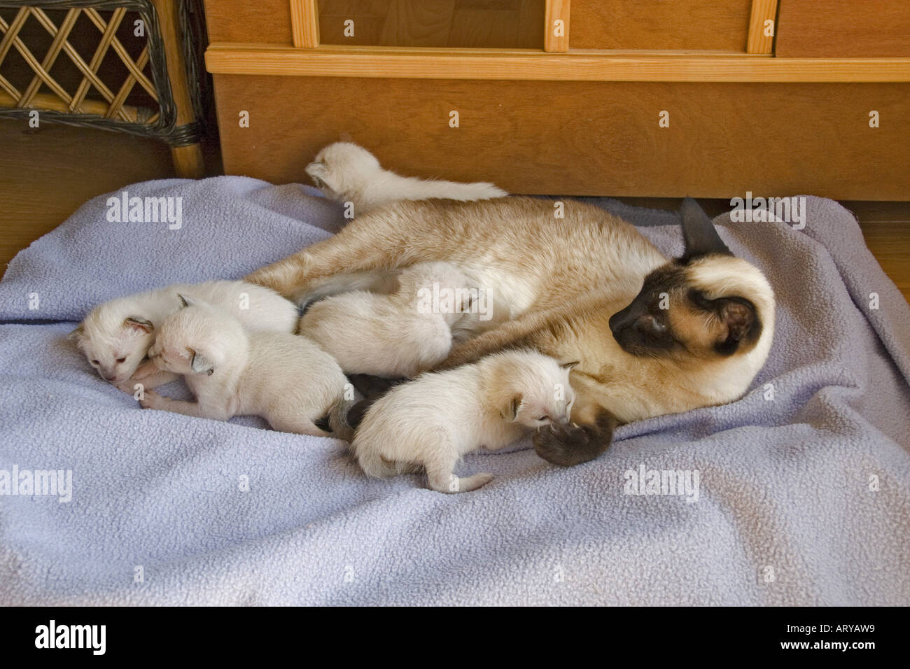 Old siamese cat hi-res stock photography and images - Alamy