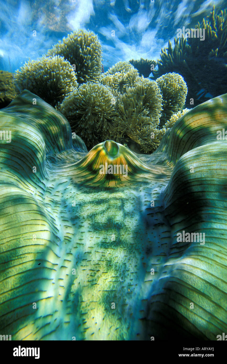 Marine creatures hi-res stock photography and images - Alamy