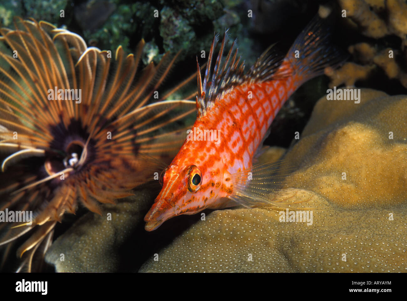 Typusis hi-res stock photography and images - Alamy