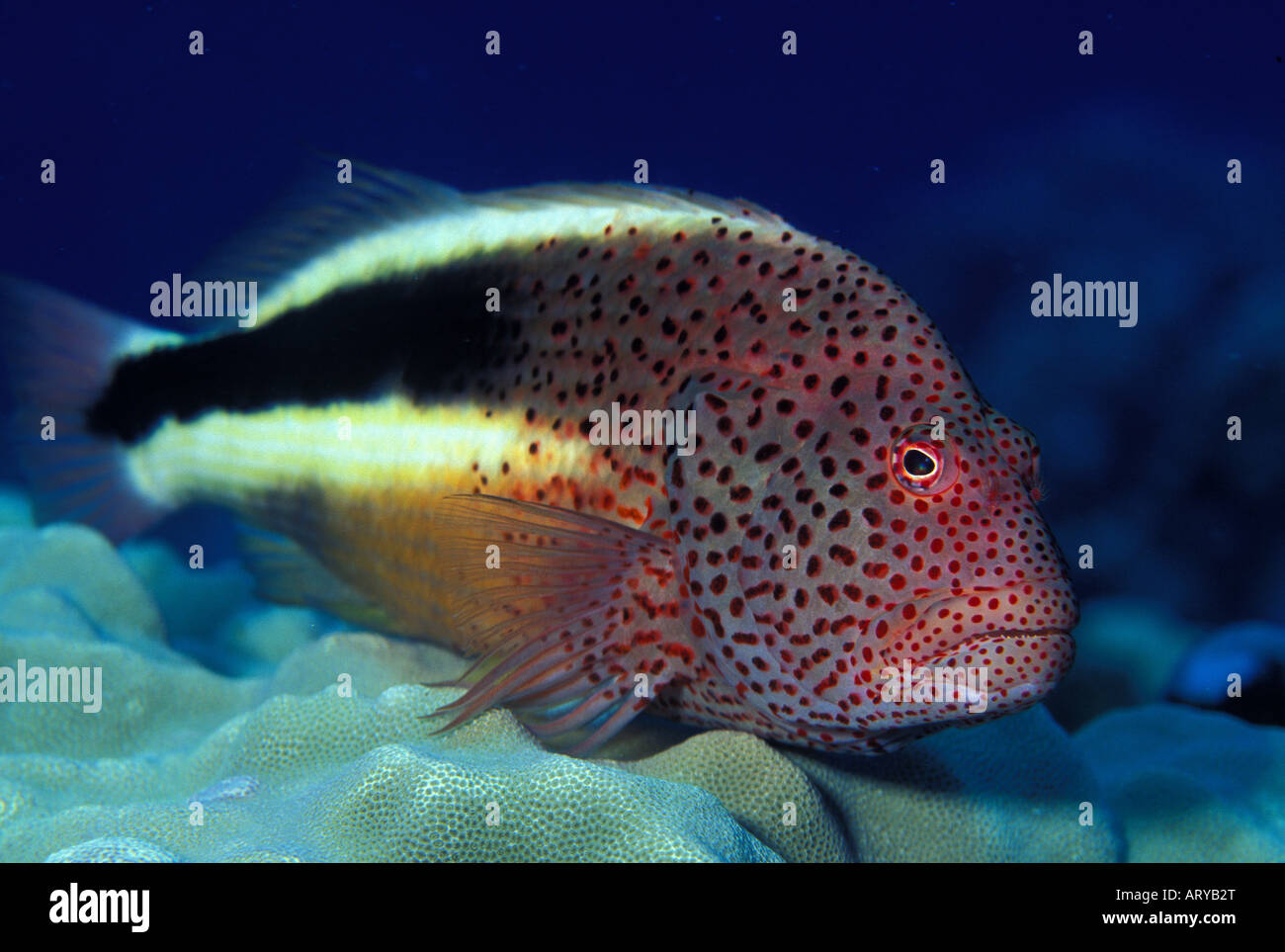 A Blackside Hawkfish (Paracirrhites forsteri)perched on Lobe Coral ...
