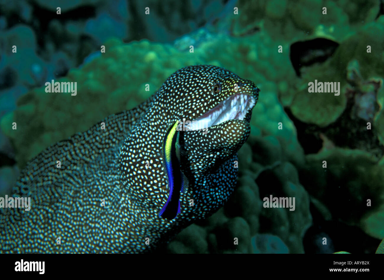 Whitemouth Moray Eel (Gymnothorax meleagris) also known as Puhi, gets ...