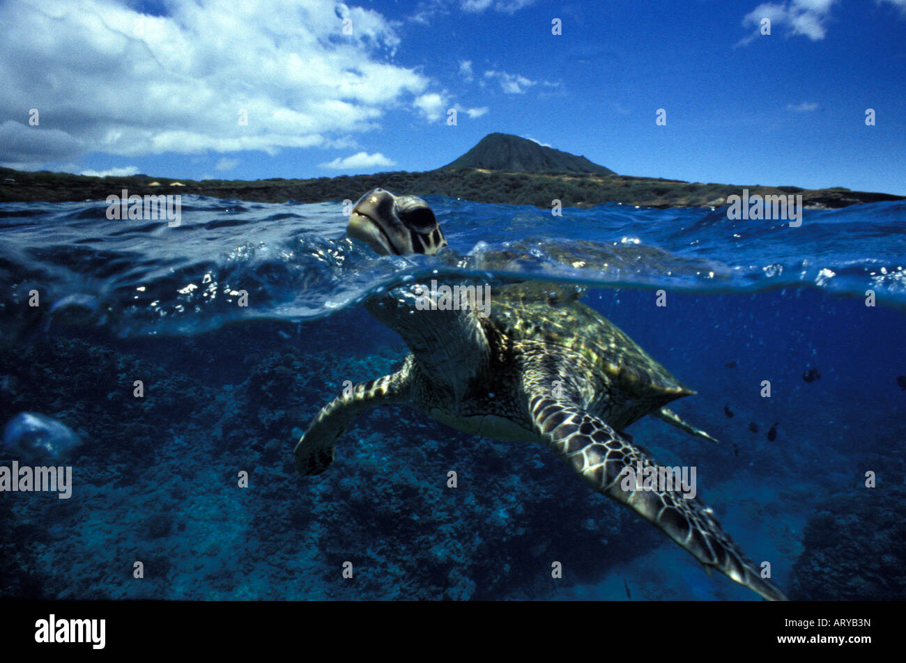 Green Sea Turtles, also known as "Honu" are commonly seen in Hawaii's ...