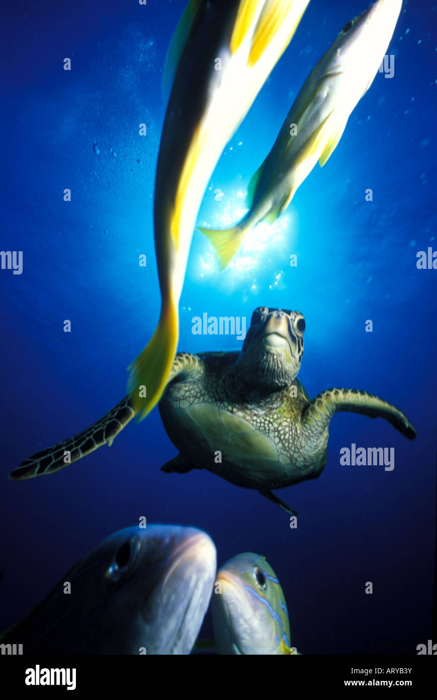 Green Sea Turtles, also known as "Honu" are commonly seen in Hawaii's ...