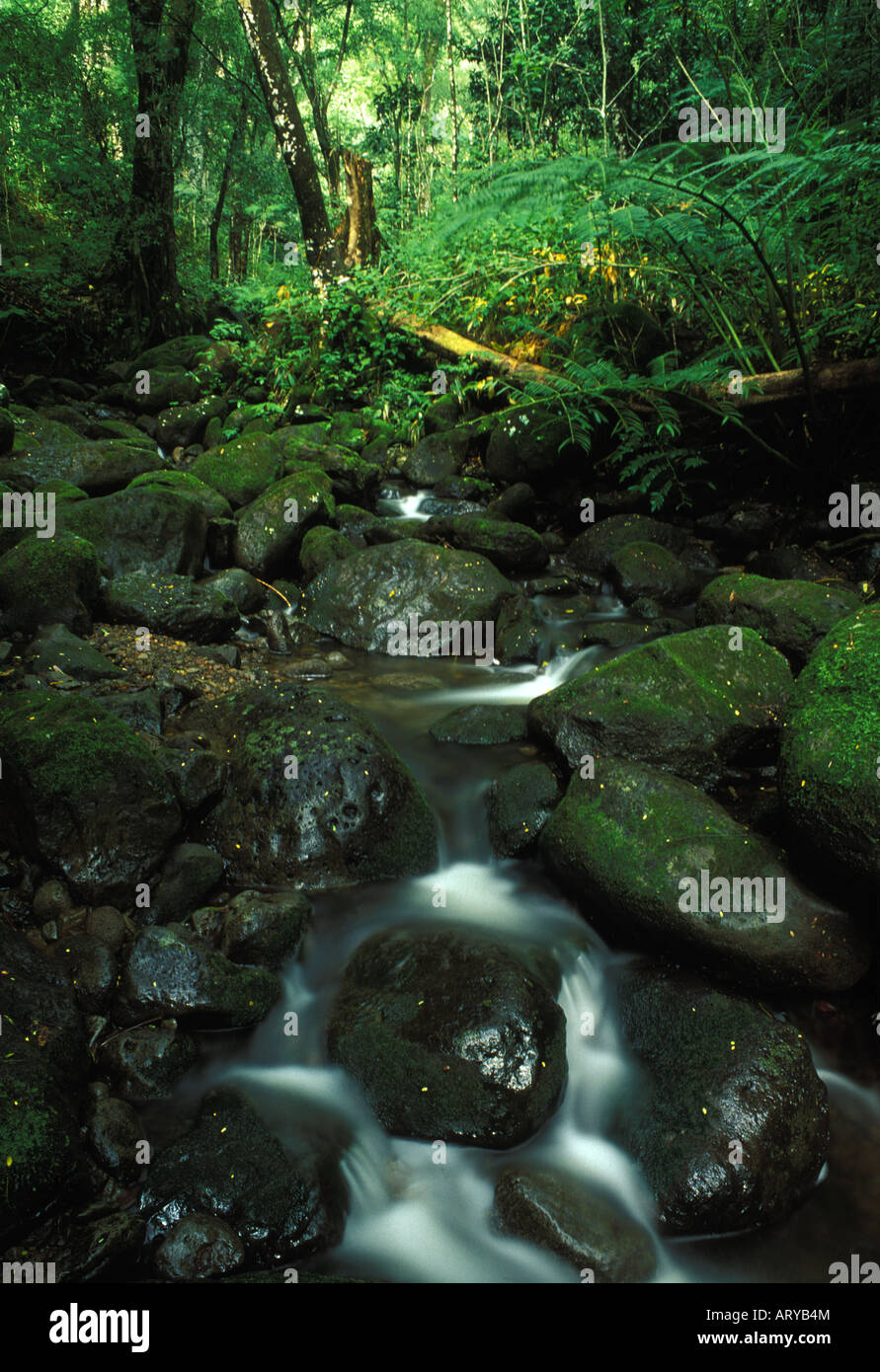 A tranquil stream awaits hikers along the trail to Manoa falls, Oahu ...