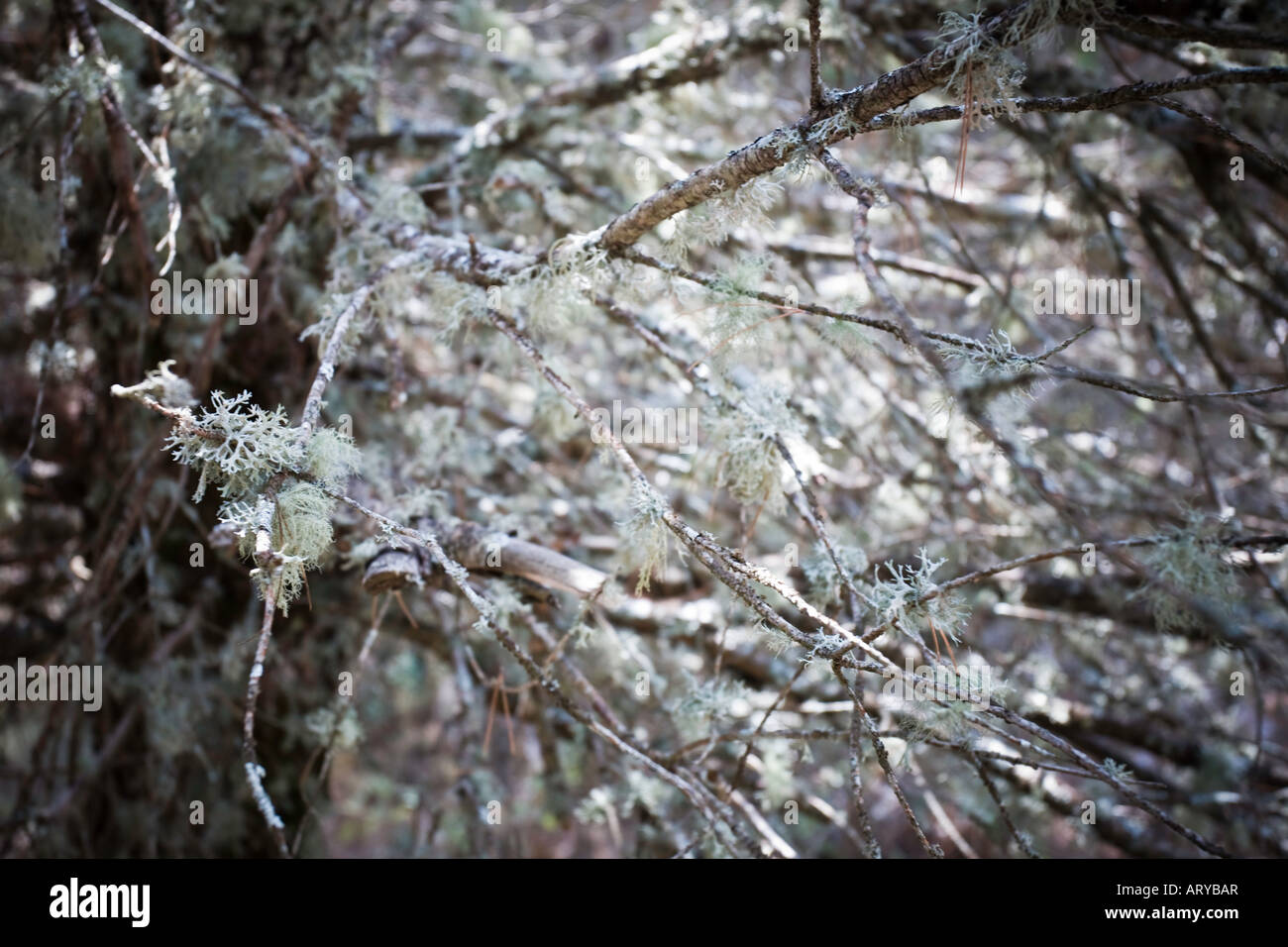 Tree lichen Grazalema national park Cadiz Andalucia Spain Stock Photo ...