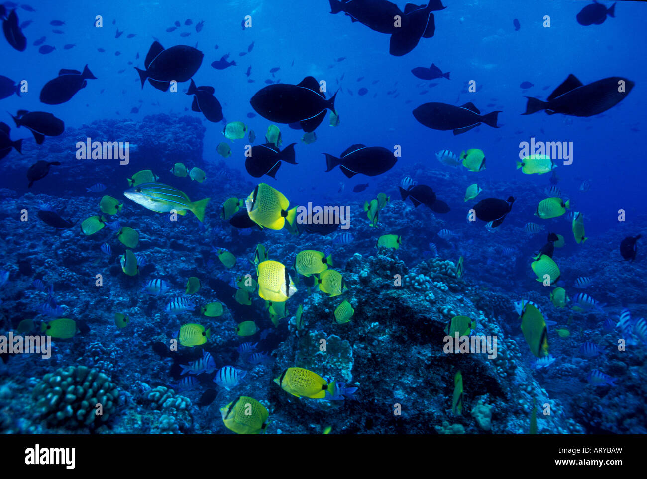 Underwater scene of Hawaiian reef fish Stock Photo - Alamy