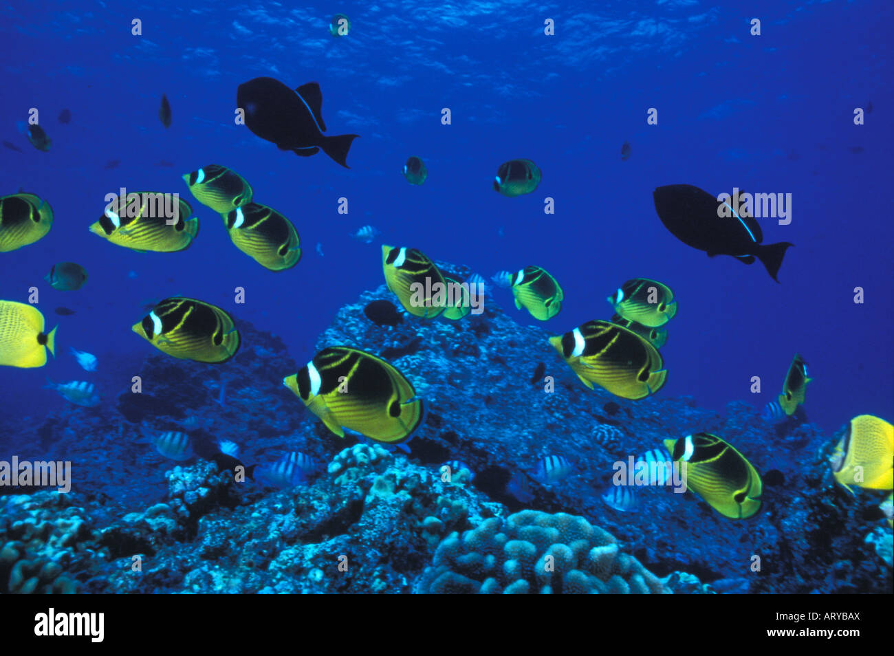 Colorful Raccoon Butterflyfish ( Chaetodon lunula ) is a common sight ...