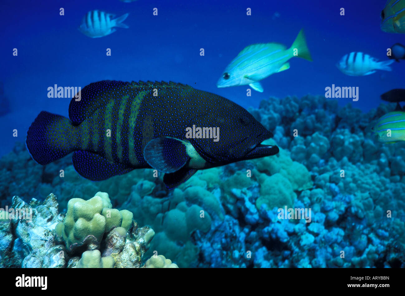 Peacock Grouper ( Cephalopholis argus ) swims over the Hawaiian coral ...