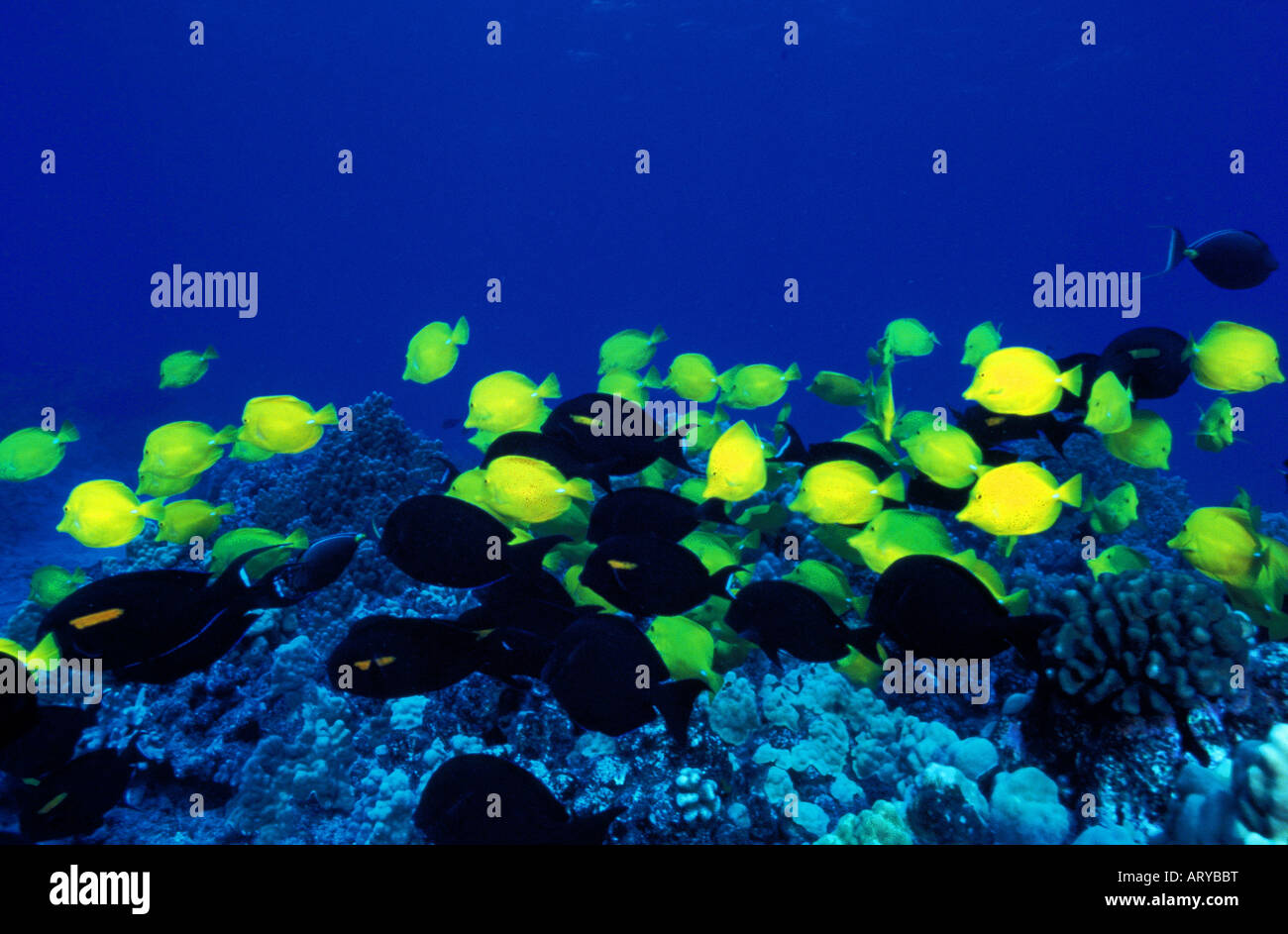 Yellow Tangs and Orangeband Surgeonfish can often be seen swimming ...