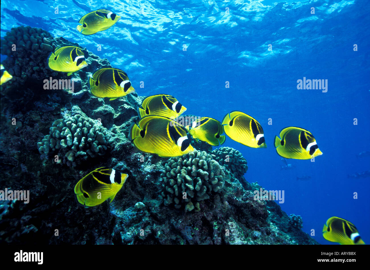 Chaetodon lunula raccoon butterflyfish hi-res stock photography and ...