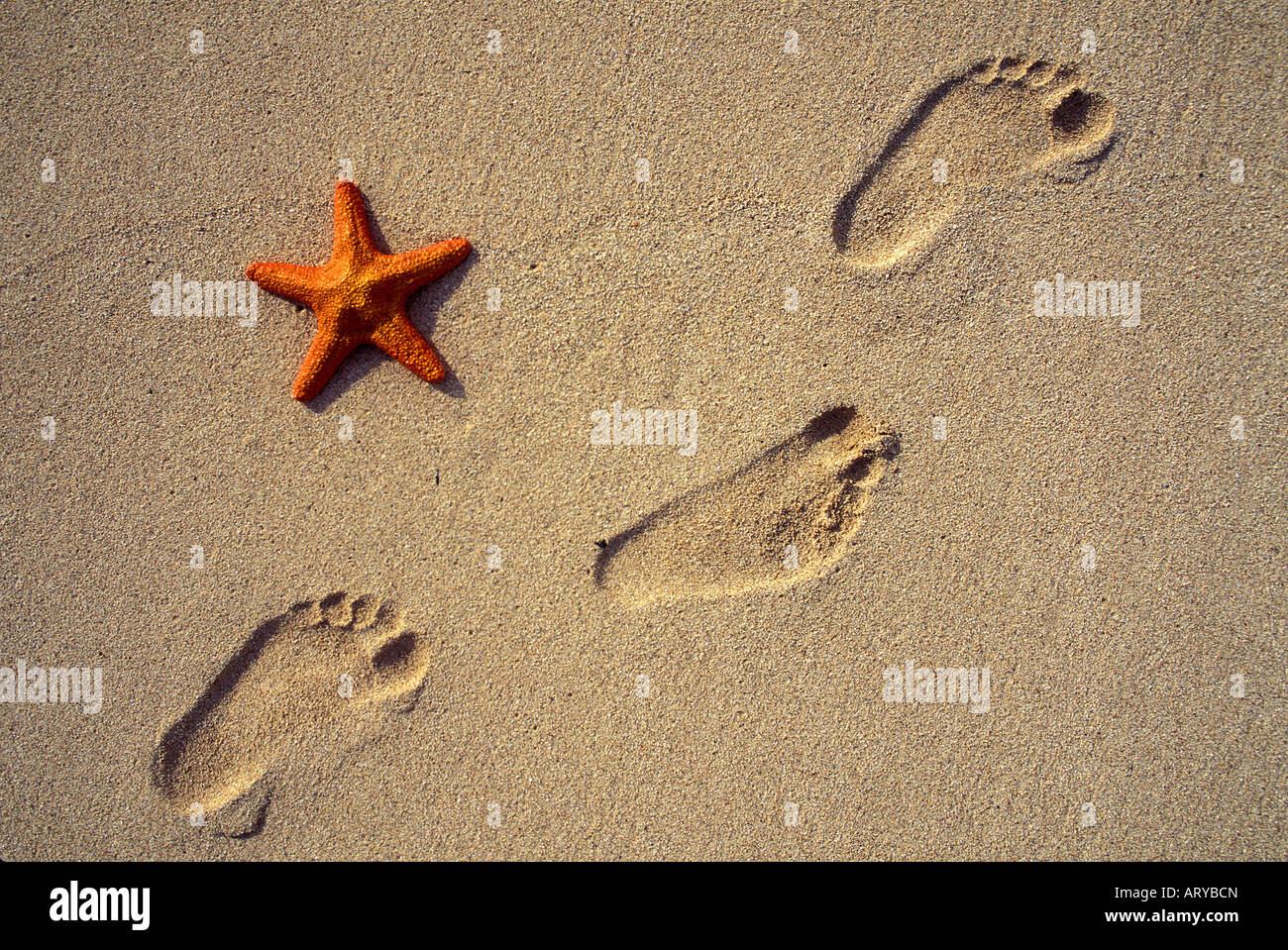 Footprints and starfish on white sand Stock Photo - Alamy