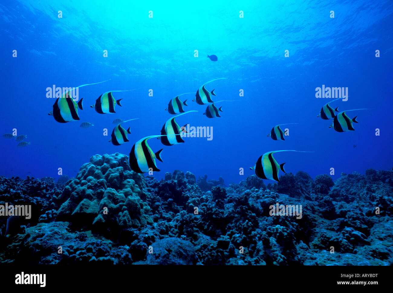 The colorful Scrawled Filefish and Milletseed Butterflyfish can be seen ...