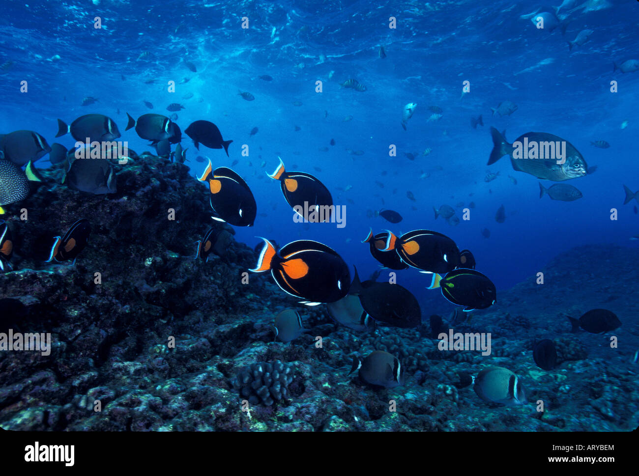 Yellow Tangs and Orangeband Surgeonfish can often be seen swimming ...