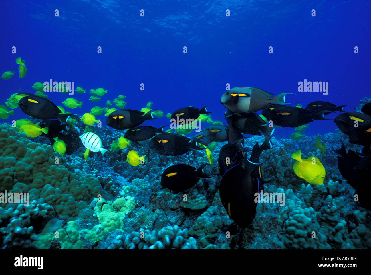 Yellow Tangs and Orangeband Surgeonfish can often be seen swimming ...
