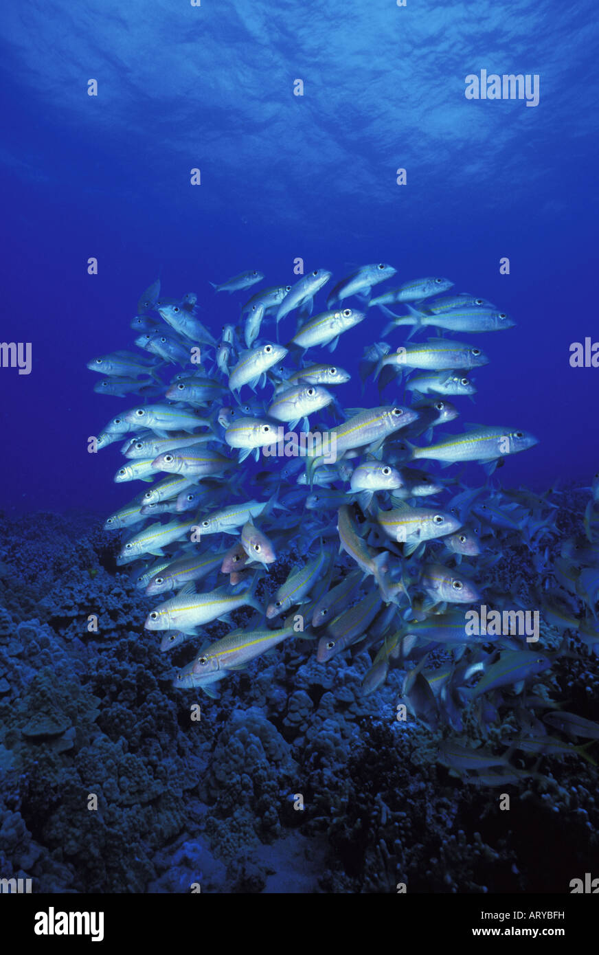 Goatfish hawaii hi-res stock photography and images - Alamy