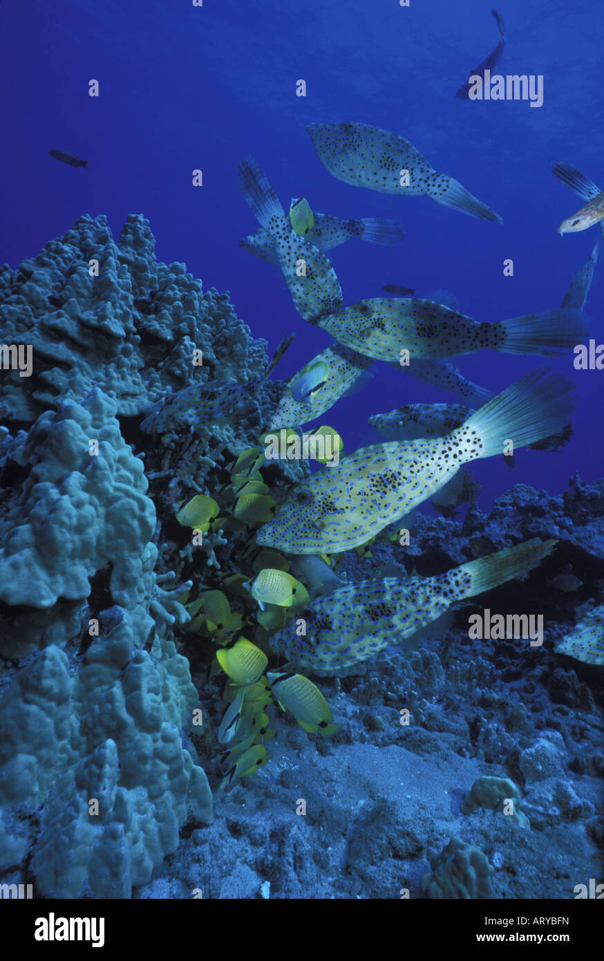 Scrawled Filefish and Milletseed Butterflyfish feed off the coral reefs ...