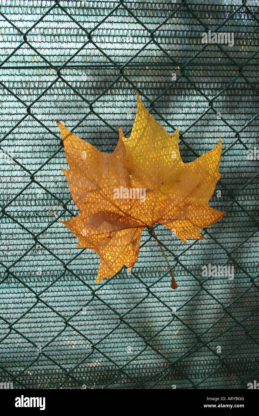 one fallen autumn leaf stuck to fence Stock Photo - Alamy