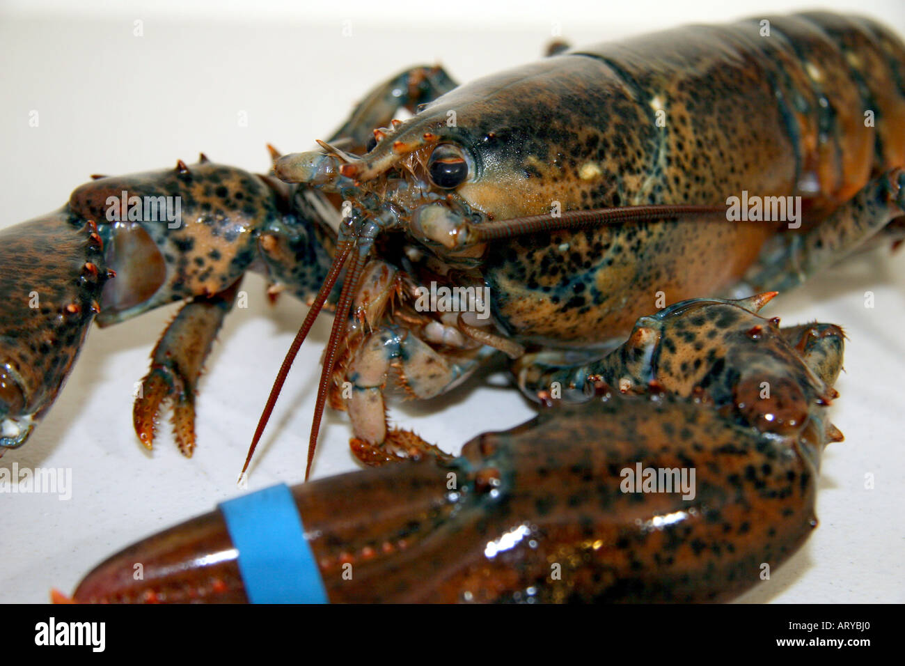 Homarus americanus hi-res stock photography and images - Alamy